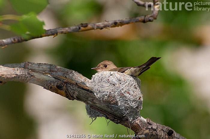 Western Wood Pewee Nest