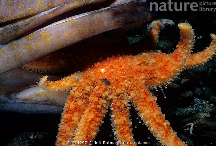 Stock photo of Sunflower Sea Star (Pycnopodia helianthoides) scavenging ...