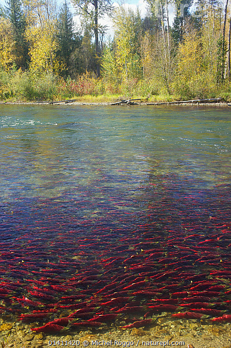 Stock photo of Sockeye / Red Salmon (Oncorhynchus nerka) on spawning ...