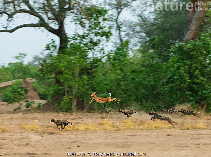 Stock photo of African Wild Dog (Lycaon pictus) pack chasing a jumping ...