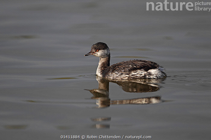 Stock photo of Slavonian Grebe (Podiceps auritus) Oulton Broad, Suffolk ...