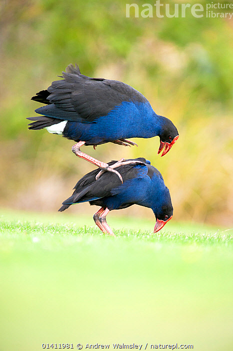 Stock photo of Pukeko (Porphyrio porphyrio melanotus) pair mating ...