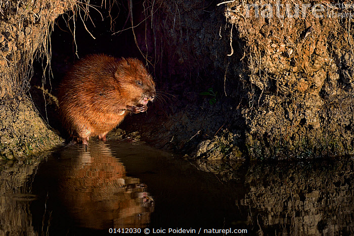 Stock photo of Muskrat (Ondatra zibethicus) feeding at hole bt water ...