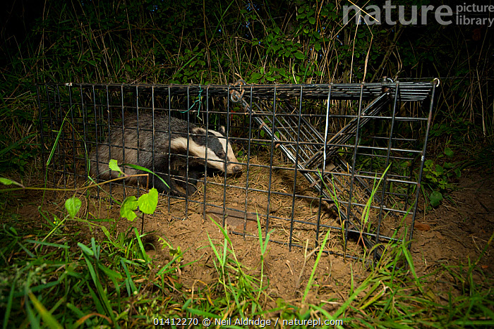 Stock photo of A European Badger (Meles meles) caught in a cage trap ...