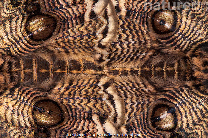 Stock photo of Japanese Owl Moths (Brahmaea japonica) close up of ...