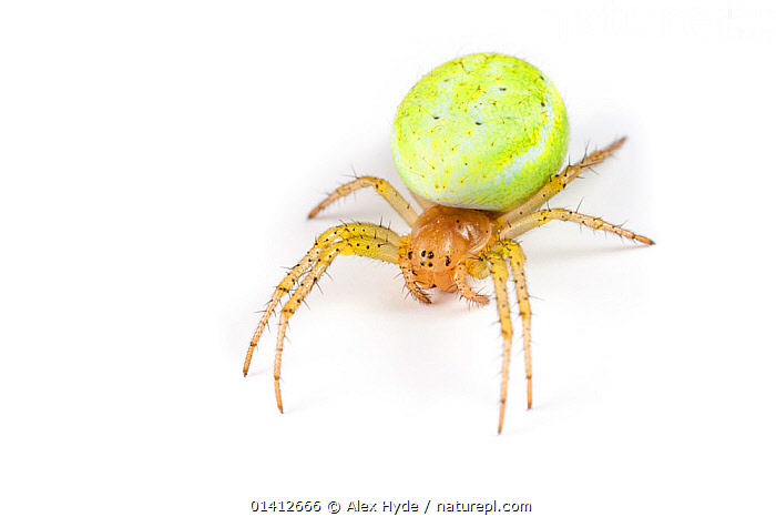 Stock photo of Cucumber Spider (Araniella cucurbitina) female ...