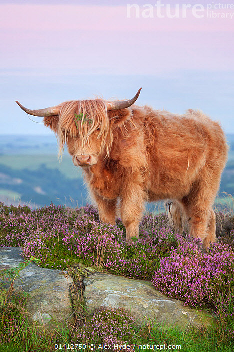 Stock photo of Highland cow on heather moorland, Curbar Edge, Peak ...
