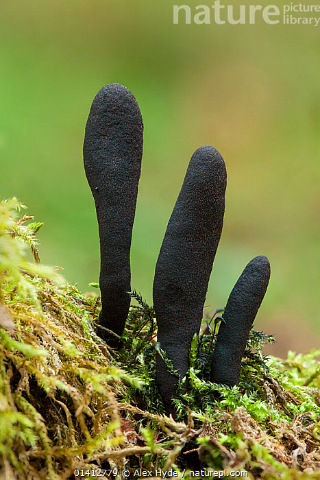 Xylaria Longipes Neotropical Fungi