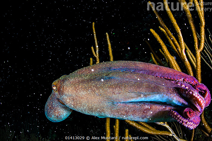 Stock photo of A Caribbean reef octopus (Octopus briareus) swimming ...
