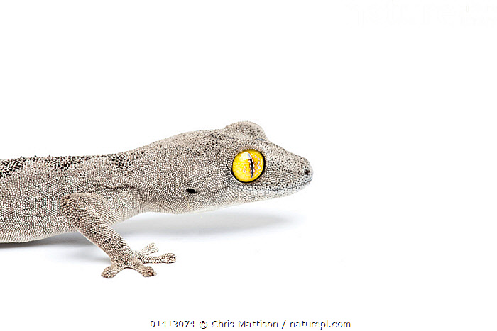 Stock photo of Soft spiny-tailed Gecko (Strophurus spinigerus) in ...