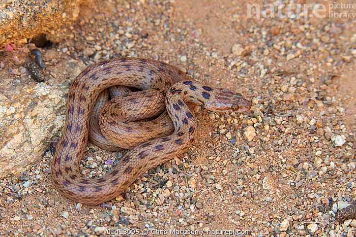 Stock photo of Spotted house snake (Lamprophis guttatus). Springbok ...