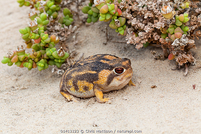 Stock photo of Namaqua Rain Frog (Breviceps namaquensis) portrait. Port ...