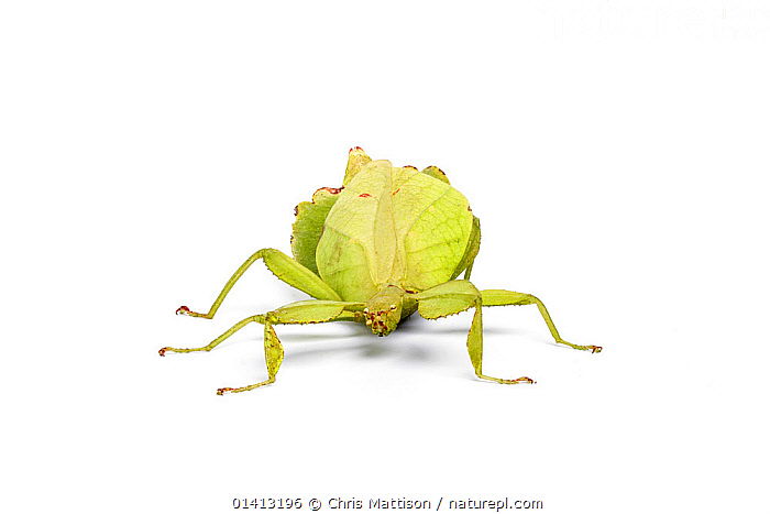 Stock photo of Leaf insect (Phyllium species) adult female.. Available ...