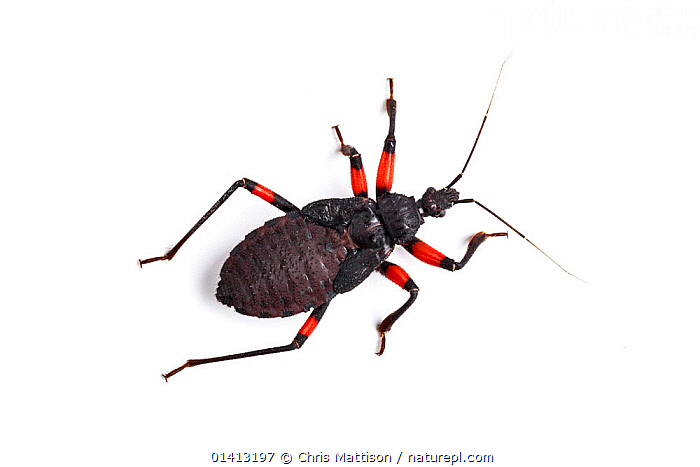 Stock photo of White-spotted assassin bug (Platymeris biguttata) nymph ...