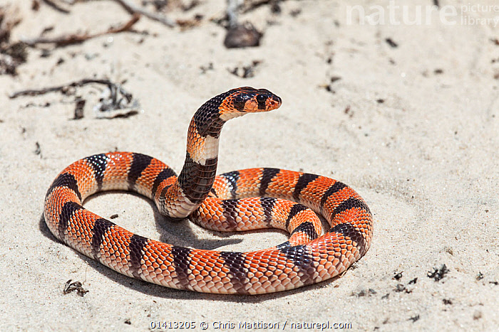Stock photo of African Coral Snake (Aspidelaps lubricus) in striking ...