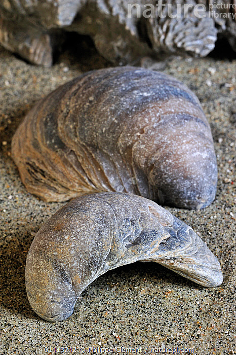Stock photo of Devil's toenail fossils (Gryphaea dilatata) species of ...