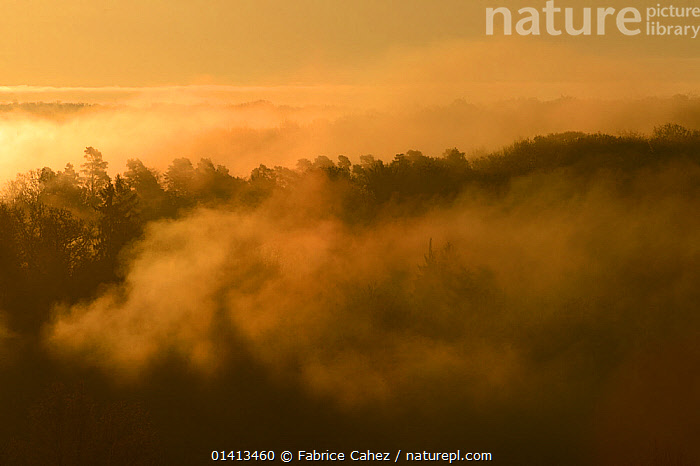 Stock photo of Vosges forest at dawn seen through mist. France, October ...