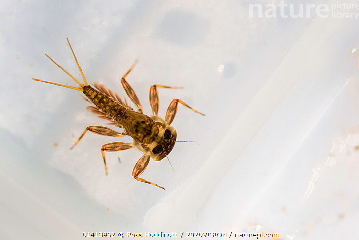 Stock photo of Mayfly nymph (Ephemeroptera) from kick sample test ...