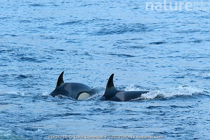 Stock photo of Killer whales (Orcinus orca) following Shetland pelagic ...