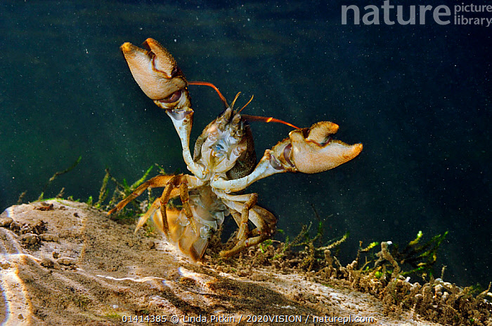 Crayfish Underwater