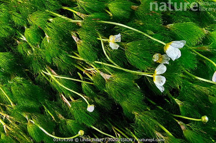 Stock photo of Water-crowfoot (Ranunculus fluitans subsp. penicillatus ...