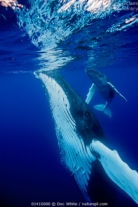 Stock photo of Humpback Whale (Megaptera novaeangliae) mother and calf ...