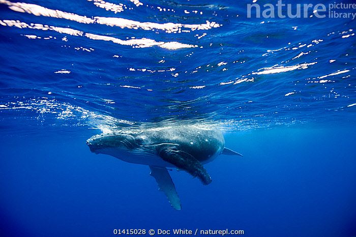 Stock photo of Humpback Whale (Megaptera novaeangliae) calf. Tonga ...