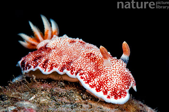 Stock photo of Nudibranch (Chromodoris reticulata) Batanta Island, Raja ...