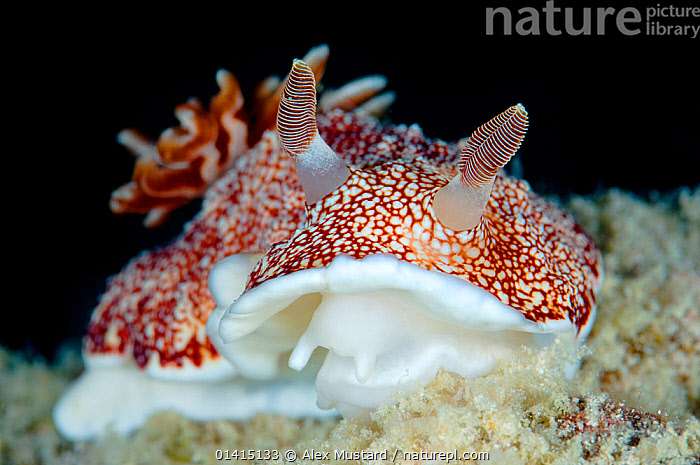 Stock photo of Nudibranch (Chromodoris reticulata) Celebes Sea, Mabul ...