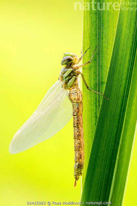 Stock photo of Southern Hawker dragonfly (Aeshna cyanea) freshly ...