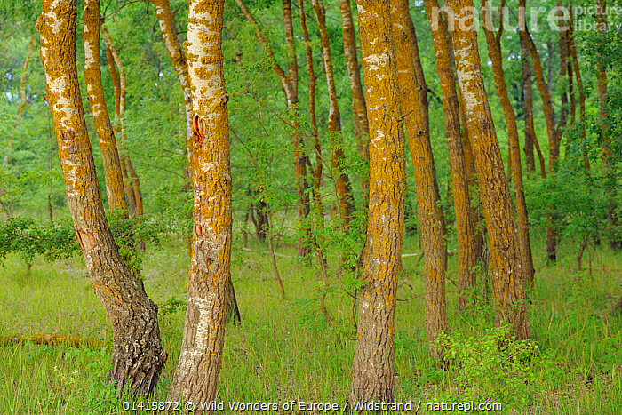 Stock photo of White Poplar trees (Populus alba) Letea forest, Strictly ...