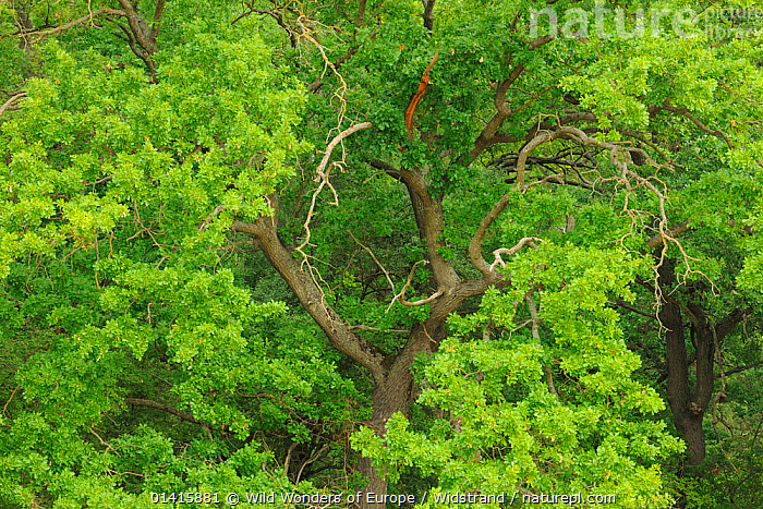 Stock photo of Oak tree (Quercus robur) Letea forest, Strictly ...