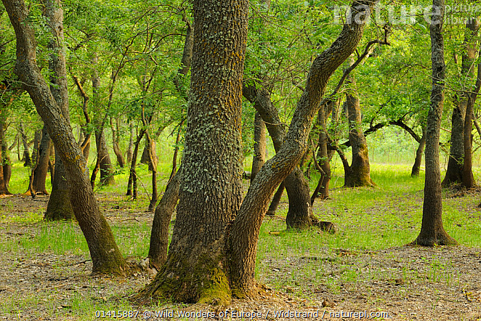 Stock photo of Ash trees (Fraxinus excelsior) in Letea forest, Strictly ...
