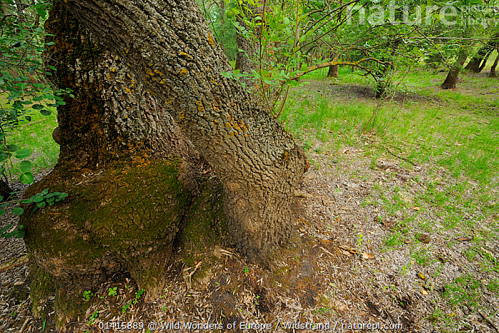 Stock photo of Ancient Ash tree (Fraxinus excelsior) Letea forest ...
