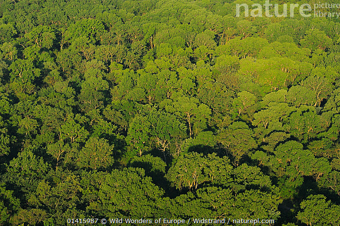 Stock photo of Aerial view over the Letea forest, Danube delta ...