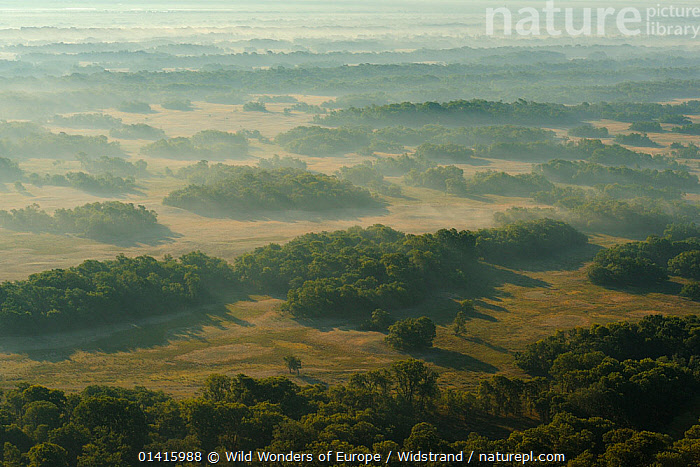 Stock photo of Aerial view over the Letea forest at dawn, Danube delta ...