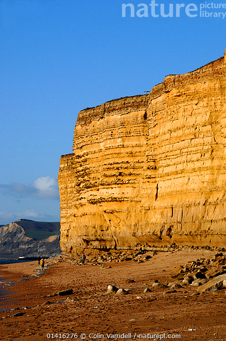Stock photo of Sandstone cliff, showing bands of Bridport sands on the ...
