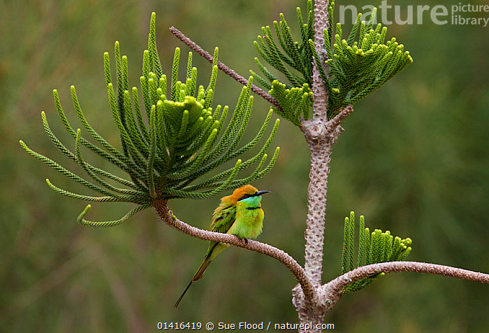 Stock photo of Little Green Bee-eater (Merops orientalis) perched in ...