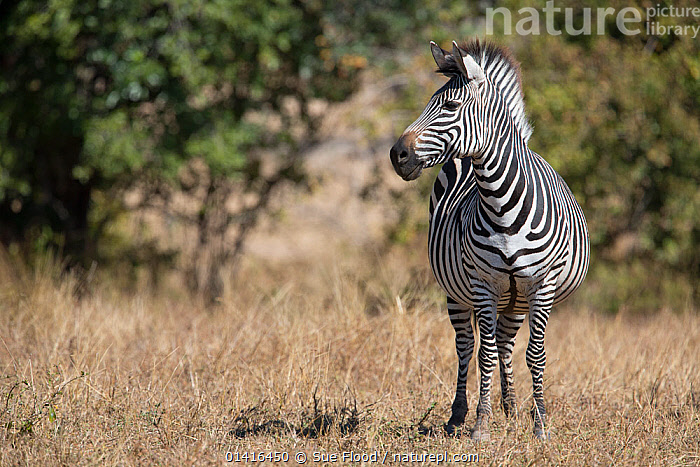 Stock photo of Crawshay's zebra (Equus quagga crawshayi) in south ...