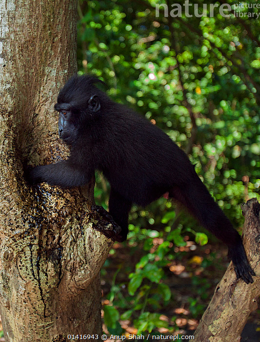 Stock photo of Celebes / Black crested macaque (Macaca nigra) juvenile ...