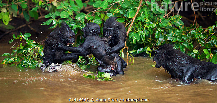 Stock photo of Celebes / Black crested macaque (Macaca nigra) group ...