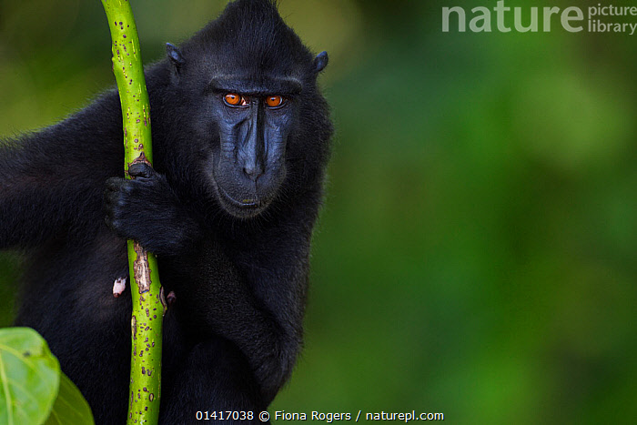 Stock photo of Celebes / Black crested macaque (Macaca nigra) female ...