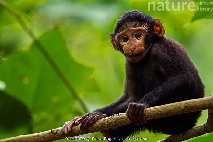 Stock photo of Celebes / Black crested macaque (Macaca nigra) 'alpha ...