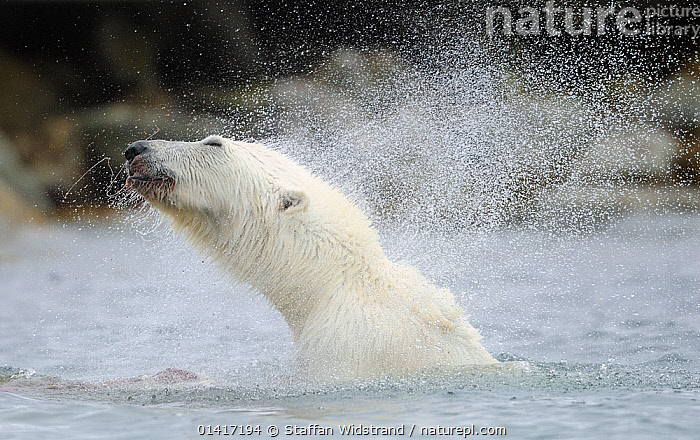 Stock photo of Polar Bear (Ursus maritimus) shaking off water at ...