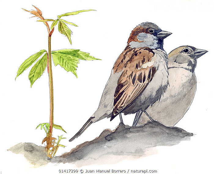 Stock photo of Illustration of House Sparrow (Passer domesticus) pair ...