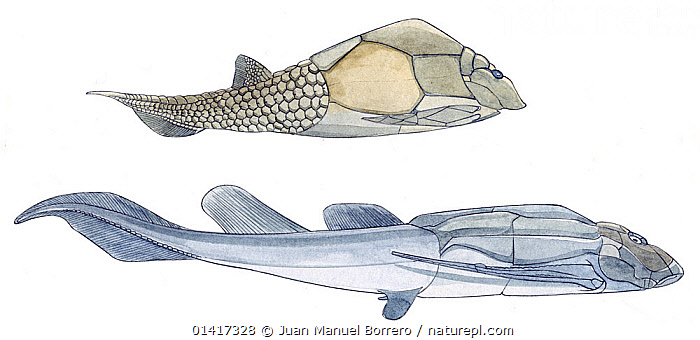 Stock photo of Illustration of Placoderm fossils. Pencil and watercolor ...
