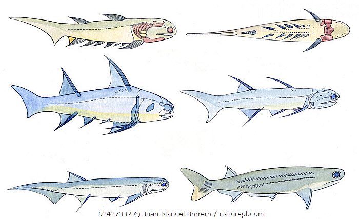 Stock photo of Illustration of Acanthodii or Spiny sharks, an extinct ...