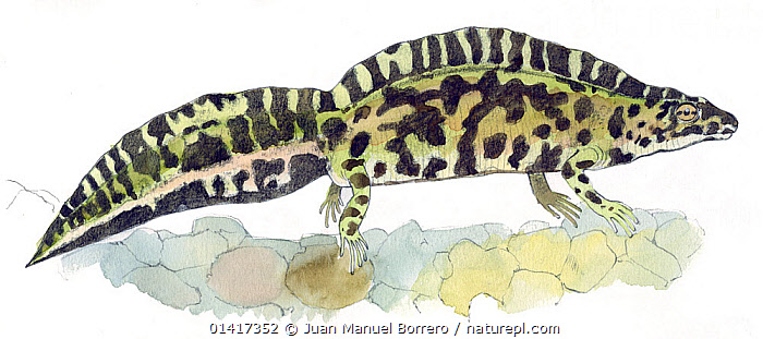 Triturus Marmoratus Male
