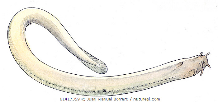 Stock photo of Illustration of Myxine hagfish (Myxine sp). Pencil and ...