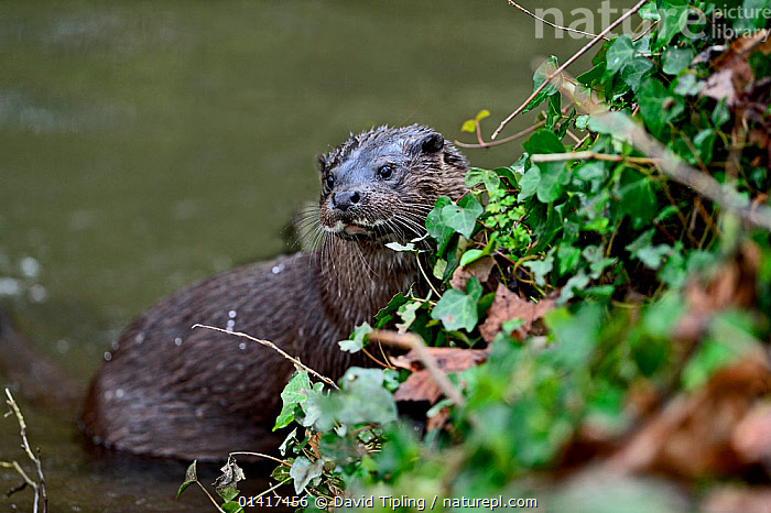 Stock photo of European River Otter (Lutra lutra) on river bank. River ...